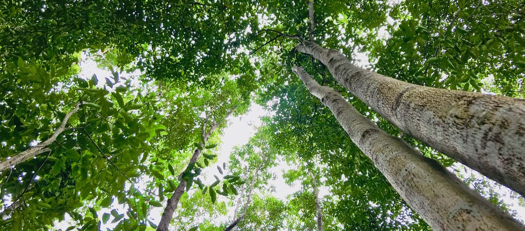 HOME [agarplantation.asia]